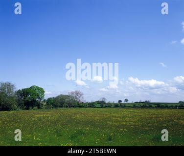 Trees, fields of flat countryside of Somerset near Clutton, England, UK ...