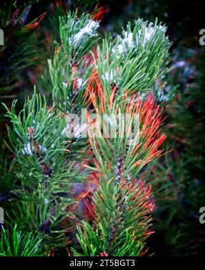 Evergreen tree Calgary Alberta Stock Photo - Alamy