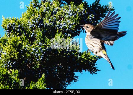 Yellow-rumped warbler during fall migration Stock Photo - Alamy