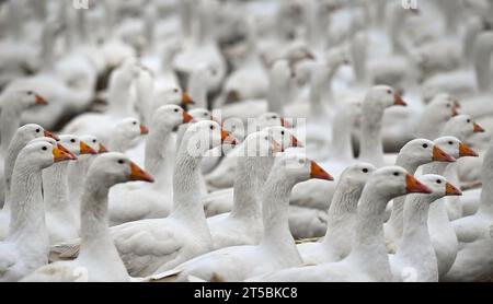 Rohozna, Czech Republic. 30th Oct, 2023. A chilled goose ready for ...
