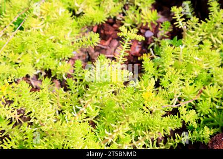 sedum lineare in the wild Stock Photo - Alamy