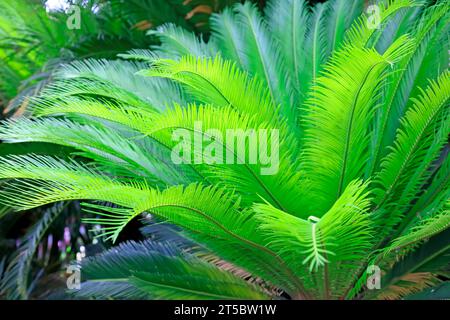 Sago Cycas Bud Stock Photo - Alamy