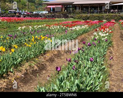 Japan, Kyushu. Field of Tulips at Harajiri Falls Stock Photo - Alamy
