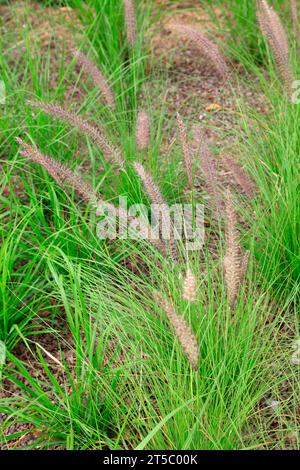 Gramineous plants in the botanical garden Stock Photo - Alamy