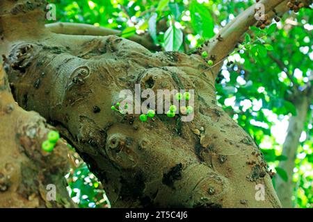 Ficus variegata var chlorocarpa Stock Photo - Alamy