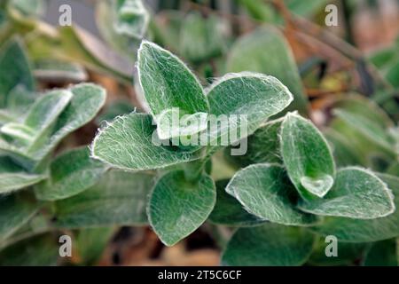 Mayacaceae plants in the botanical garden Stock Photo - Alamy
