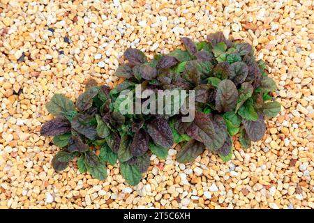 purple plant in Shi Zili Stock Photo - Alamy