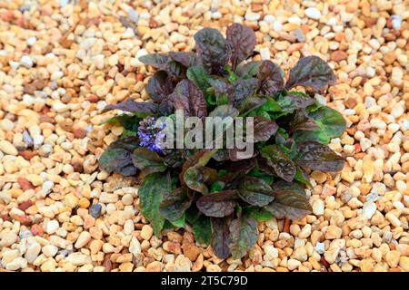 purple plant in Shi Zili Stock Photo - Alamy
