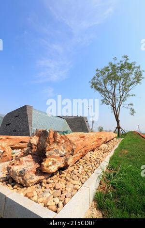 Giant tree fossils in the park Stock Photo - Alamy