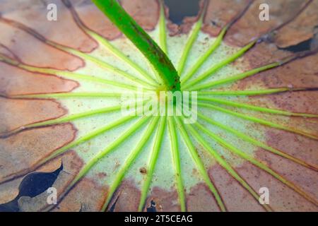 Lotus leaves veins, closeup of photo Stock Photo - Alamy