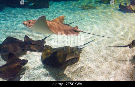 Stingrays are a group of sea rays, which are cartilaginous fish related ...