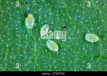 Glasshouse whitefly (Trialeurodes vaporarium) larvae on green leaf ...