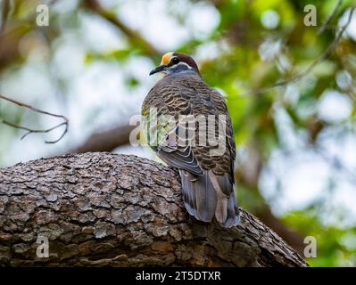 Common Bronzewing (Phaps chalcoptera) perched on the ground, Victoria ...