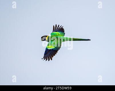 Australian Ringneck - Barnardius zonarius is parrot native to Australia ...