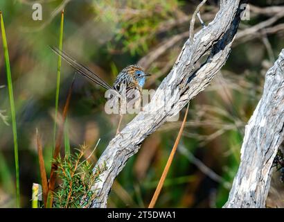 Southern Emuwren (Stipiturus malachurus) male, Cheyne Beach, Western ...