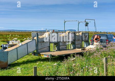 Sheep shearing using a mobile rig on a trailer. Near Scarfskerry ...