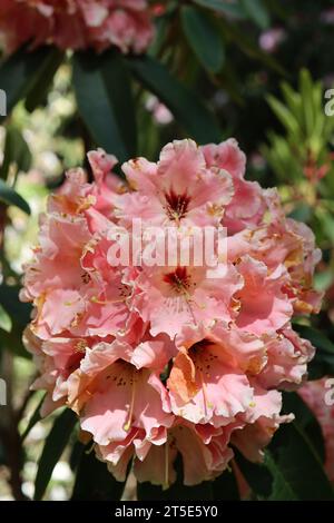 Pink ruffly rhododendrons Stock Photo - Alamy