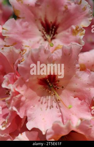Pink ruffly rhododendrons Stock Photo - Alamy