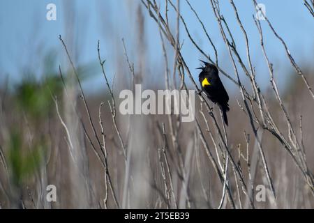 Yellow-winged blackbird (Agelasticus thilius Stock Photo - Alamy
