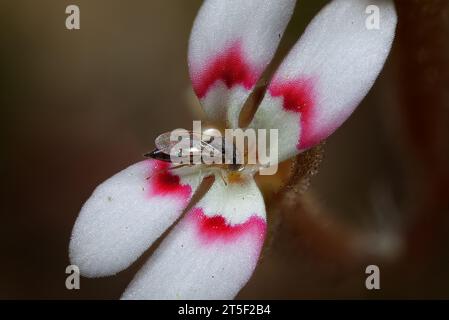 Pink & white Stylidium flower, also known as Trigger Plants, Perth ...