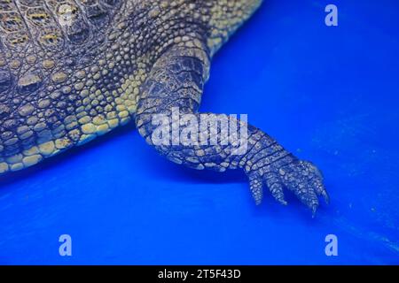 Chinese alligator claws Stock Photo - Alamy