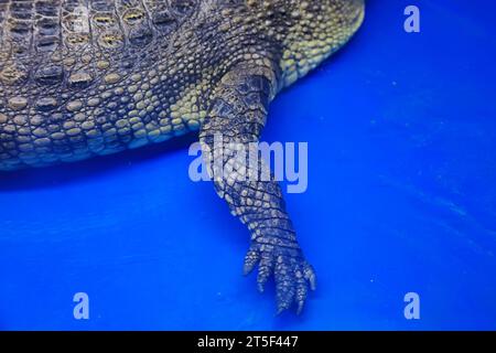 Chinese alligator claws Stock Photo - Alamy