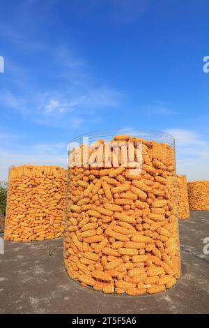 Corn hoarding on the roof Stock Photo - Alamy