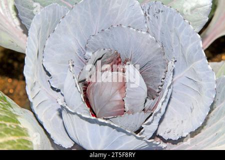 wild cabbage growing in agriculture fields Stock Photo - Alamy