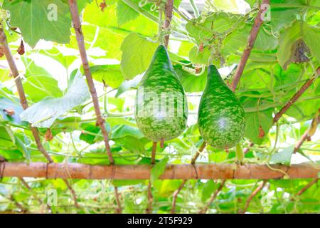 grow sturdily gourd in a modern agricultural garden Stock Photo - Alamy