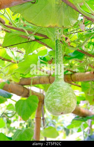 grow sturdily gourd in a modern agricultural garden Stock Photo - Alamy