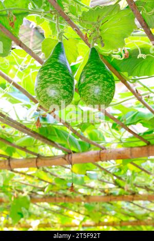 grow sturdily gourd in a modern agricultural garden Stock Photo - Alamy