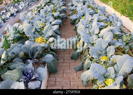 broccoli growing in agriculture fields Stock Photo - Alamy