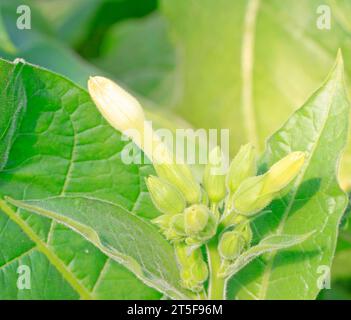 tobacco flower in a greenhouse, north china Stock Photo - Alamy