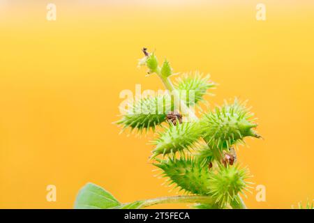 XanThium sibiricum, a kind of chinese herbal medicine in china Stock ...