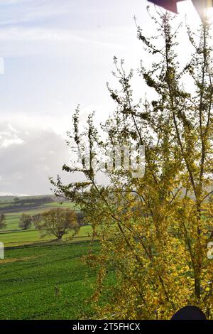 autumn colored Thürer Wiesen Stock Photo - Alamy