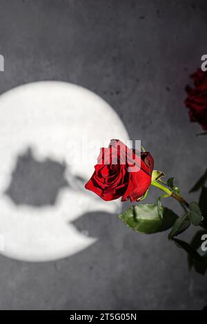 roses on a gray background with a gobo light effect. Black background ...