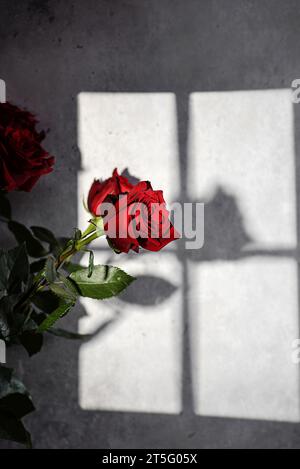 roses on a gray background with a gobo light effect. Black background ...