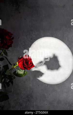 roses on a gray background with a gobo light effect. Black background ...