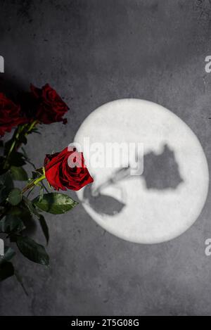 roses on a gray background with a gobo light effect. Black background ...