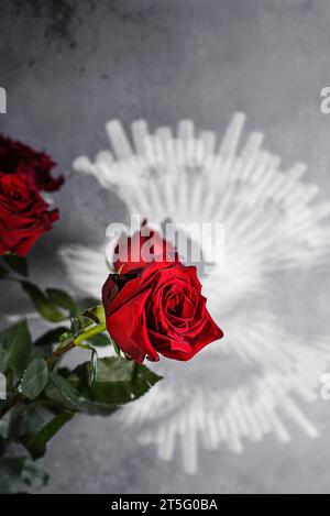 roses on a gray background with a gobo light effect. Black background ...