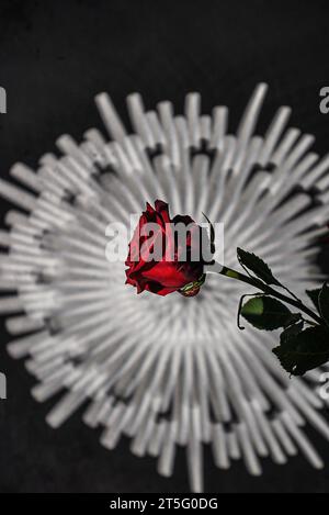 roses on a gray background with a gobo light effect. Black background ...