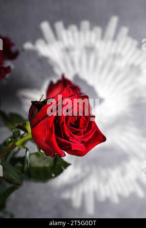 roses on a gray background with a gobo light effect. Black background ...