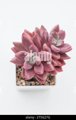 Succulent houseplant Echeveria Ruby Donna in small white plastic pot on ...