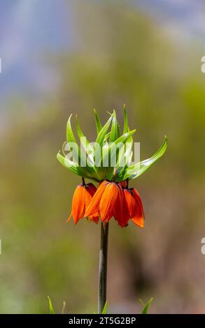 Turkish mountains in the skirts of the opposite lilies. Inverted lilies ...