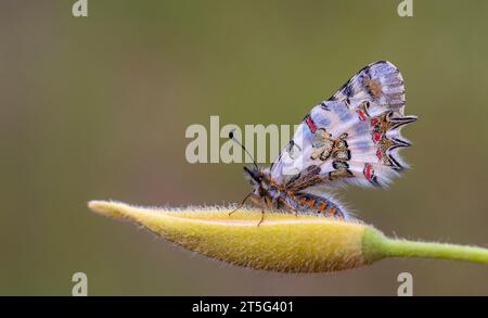 scalloped butterfly on plant, Eastern Steppe Festoon, Zerynthia ...