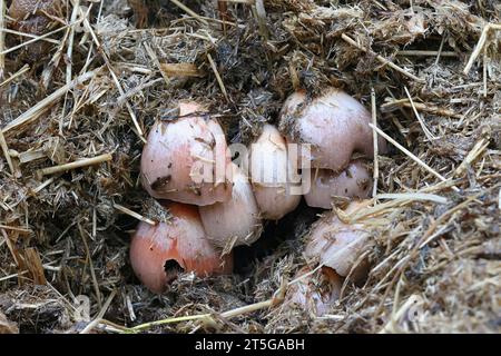 Bolbitius coprophilus, a fieldcap mushroom growing on horse manure in ...