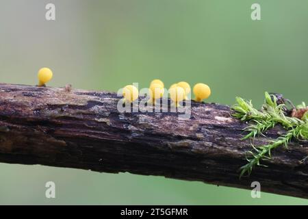 Physarum sulphureum, golden slime mold from Finland, no common English ...