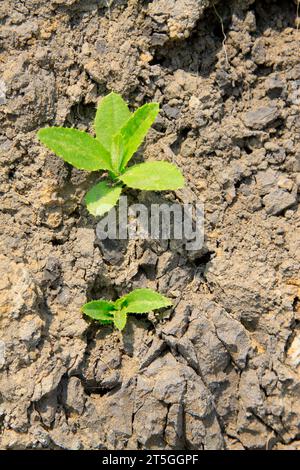weed in the ground, closeup of pictures Stock Photo - Alamy