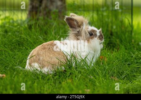Lionhead rabbit chewing on some grass Stock Photo - Alamy