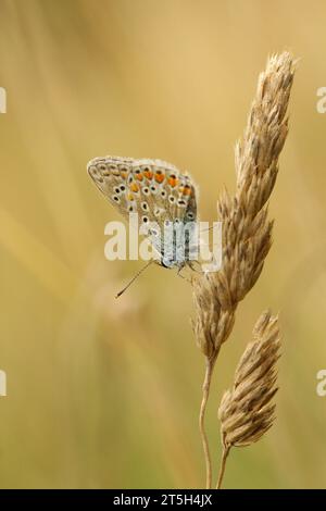 Common Blue Butterfly on Grass Stock Photo - Alamy